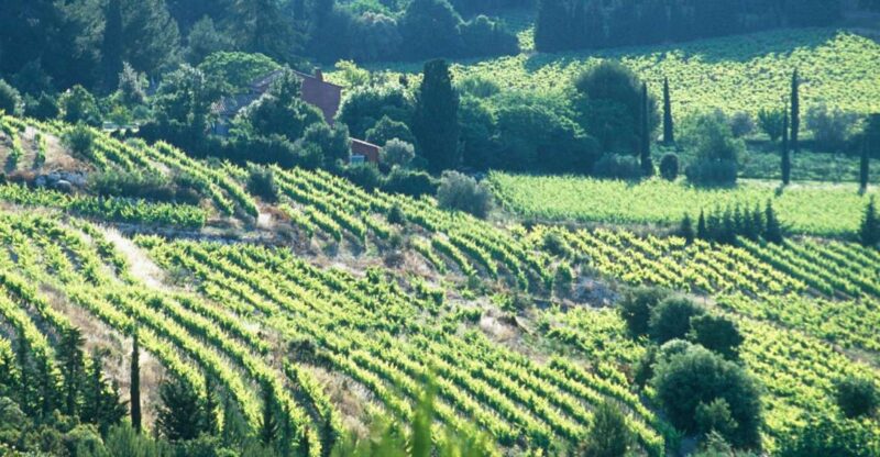 Aix-en-Provence: Half Day Wine Tour in Bandol and Cassis - Visiting the First Winery: A Window into Bandol’s Wines