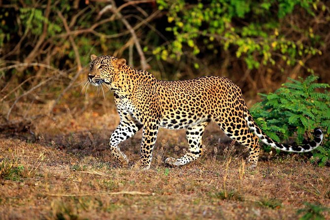 All Inclusive Overnight Tented Camping in Yala From Colombo - What Makes the Safari Special?