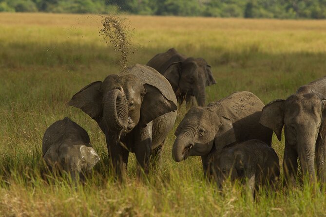 All Inclusive Private Safari in Minneriya National Park - Final Thoughts