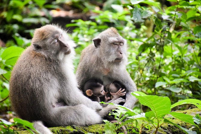 All Inclusive Ubud Tour with 15 Sitter Van - Why Travelers Rave About This Tour