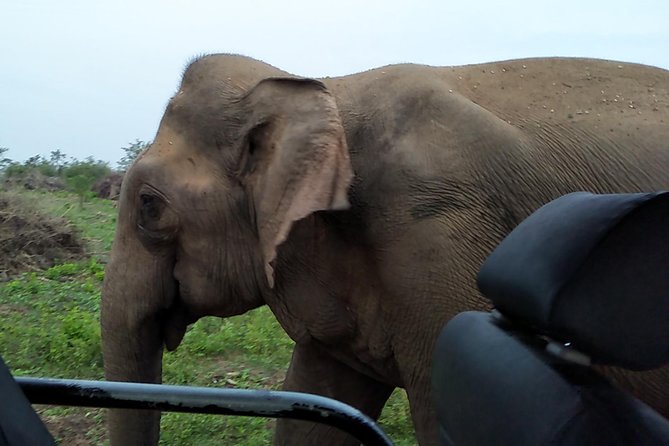 All Inclusive Udawalawe National Park Safari Day Tour from Colombo and Negombo - The Cost and Value: Is It Worth the Price?