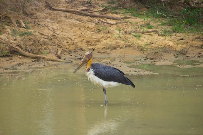 All Inclusive Yala National Park Jeep Safari from Colombo - What Makes This Tour Stand Out?
