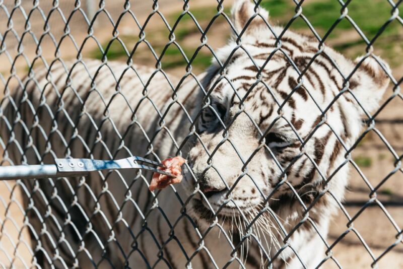 Alpine: Lions Tigers & Bears Sanctuary Visit and Tour - The Value of Your Visit