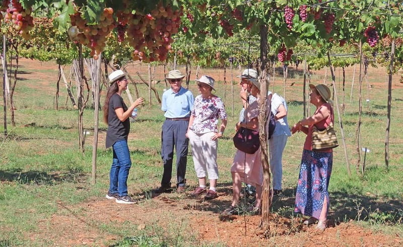 Alpujarra of Almería: Organic Wine tour and local aperitif - Detailed Itinerary Breakdown