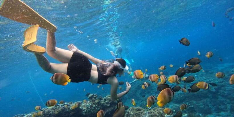 Amazing Cham Island Snorkeling Tour From Hoi An or Da Nang - The Balance of Value and Experience