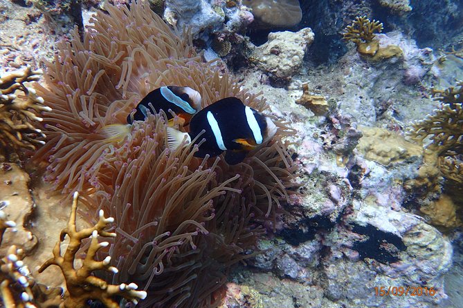 Amazing Snorkeling at Mun Island ( Group Tour ) - Detailed Breakdown of the Itinerary