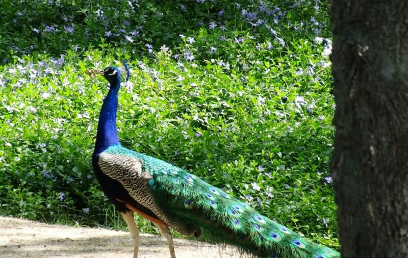 Aranjuez: Garden of The Prince Entry Ticket and Guided Tour - Pricing and Value