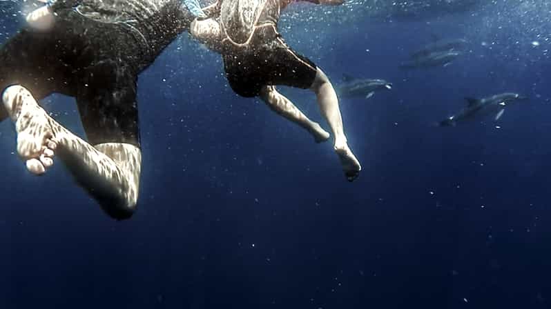 Azores: Swim with Dolphins Atlantic Experience - The Experience: What You’ll Feel and Learn