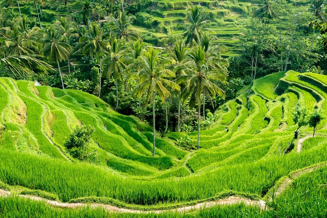 Bali All-Inclusive: Ubud Tour with Entrance Ticket and Lunch Included - Encountering Bali’s Playful Wildlife: Sacred Monkey Forest Sanctuary