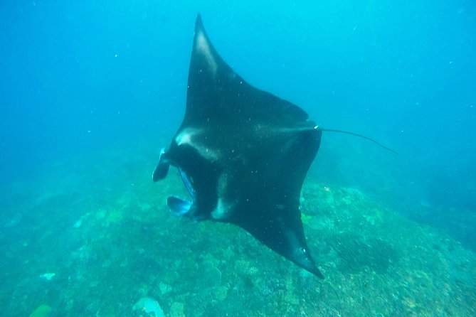 Bali Scuba Diving at Nusa Penida Manta Point For Certified Diver - The Dive Sites in Detail