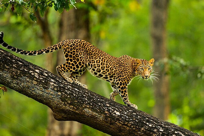 Bangalore to Nagarhole National Park: Wilderness Retreat - Breaking Down the Itinerary