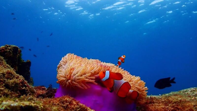 Bangkok: Nemo Island Day Trip with Drone Photos and Lunch - A Detailed Look at the Nemo Island Day Trip