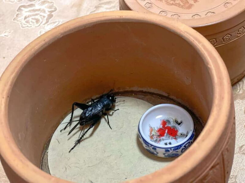 Beijing: Best Hutongs Cultural Tour for the Cricket Fights - Engaging Local Experiences