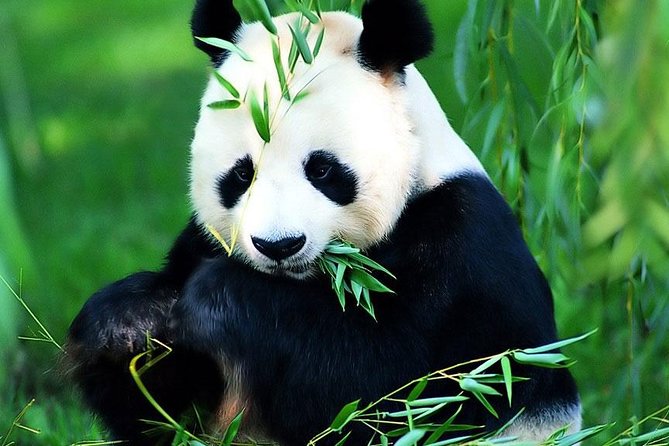 Beijing Historical Tour II including Summer Palace, Lama Temple & Panda Garden - What Travelers Say: The Good and the Not-So-Good