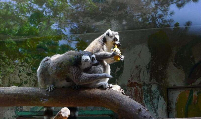 Beijing: The Beijing Zoo Entry Ticket with Pandas - The Experience: What You Can Expect