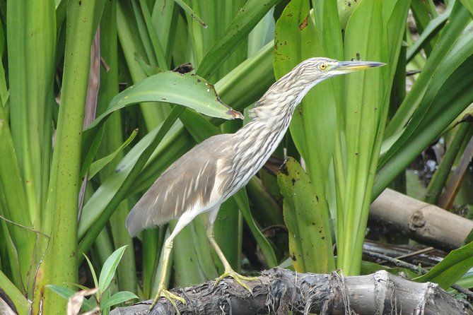 Bentota River Safari - The Itinerary: What to Expect