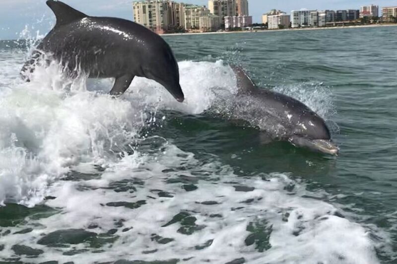Best of Marco Dolphin Tour - What You Can Expect from the Tour
