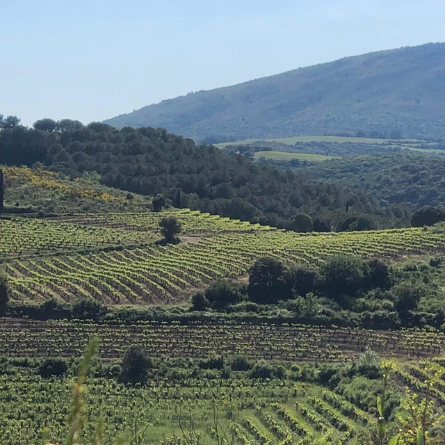 Béziers : Wine Tours & Wine tasting - A Closer Look at the Tour Experience