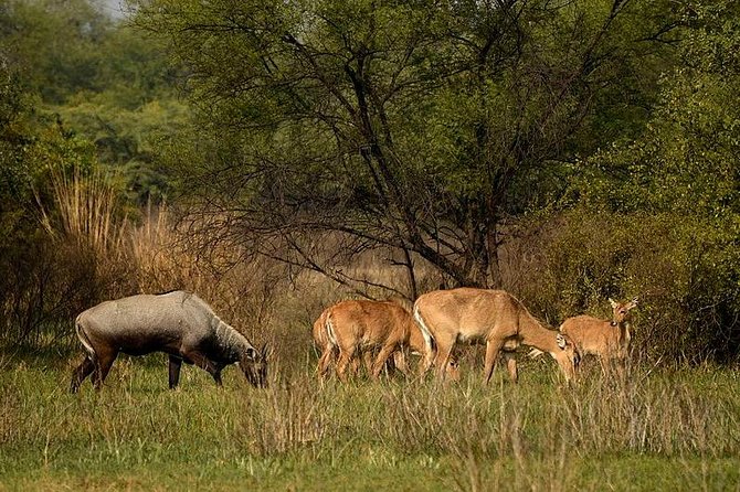 Bharatpur Bird watching & Wildlife from Delhi - Arrival at Keoladeo National Park