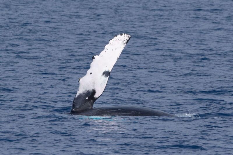 Big Island: Kona Super Raft Whale Watch - The Itinerary and What You’ll Experience
