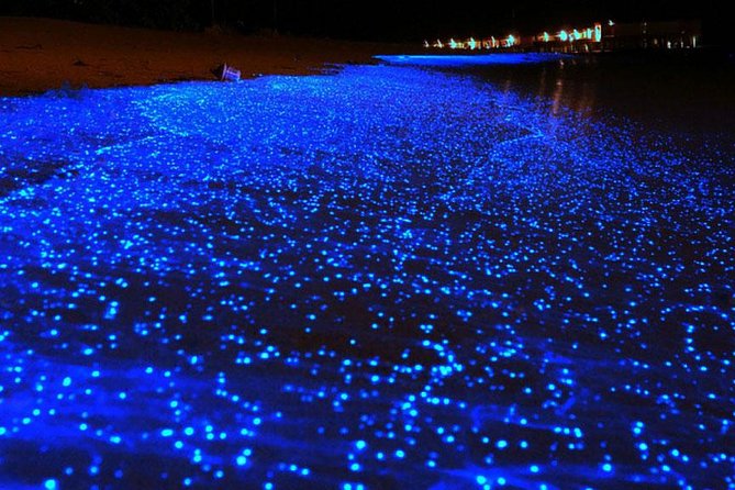 Bio Luminescent Swimming From Krabi - Cons and Caveats