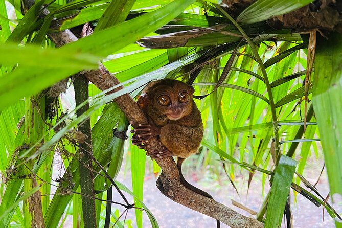 Bohol Day Tour with Round-Trip Transfers from Cebu - An Honest Breakdown of the Tour Experience