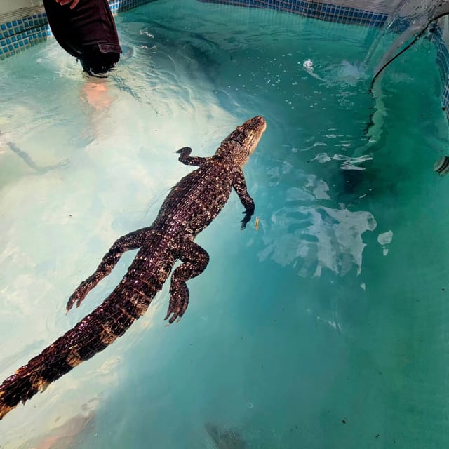 Bristol: Crocodile Swimming Experience with Lunch x2 - Assessing the Value