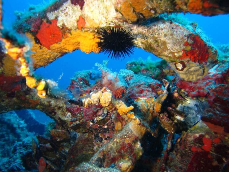 Calvi: PE40 Certificate Diving Lesson with Instructor - Deep Dive into the Details