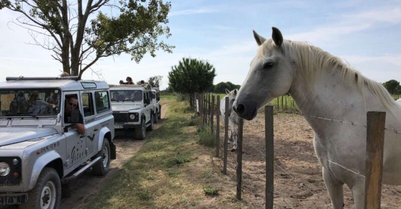 Camargue: Safari from Saintes-Maries-de-la-Mer - What You’ll See and Experience