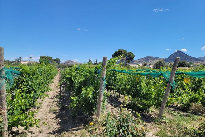 Castle Tour in Province of Alicante and Wine Tasting - Analyzing the Tour’s Value