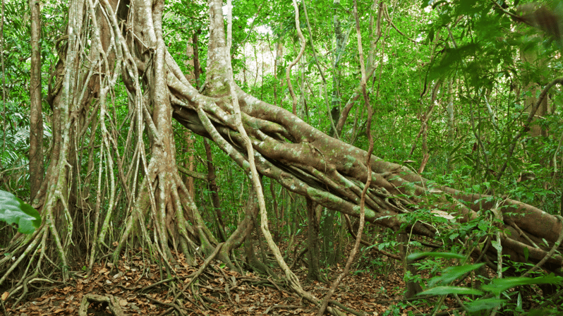 Cat Tien National Park with Crocodile Lake - Important Information at a Glance