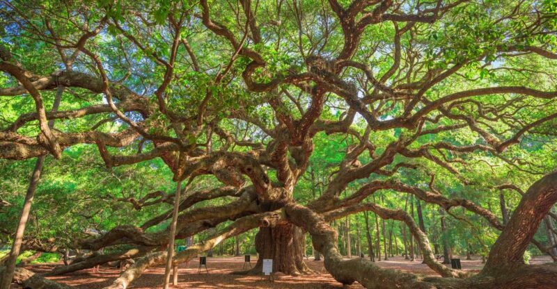 Charleston: Wadmalaw Island Wine Tasting and Tea Garden Trip - The Value of This Tour