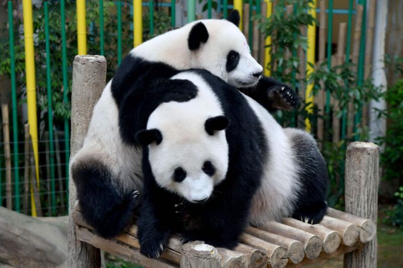 Chengdu: 2 Days Panda, Leshan Buddha and Emeishan Group Tour - Breaking Down the Itinerary