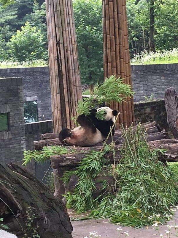 Chengdu: 3-Day Panda Base, Giant Buddha, and Ancient Town - What to Expect: Day-by-Day Breakdown