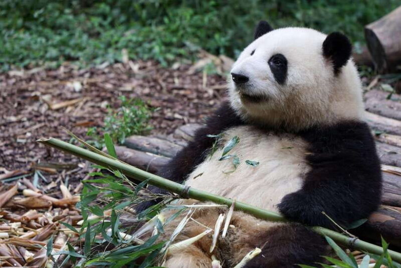 Chengdu: 5-Day Jiuzhaigou and Dujiangyan Tour with Panda - What We Think About the Value