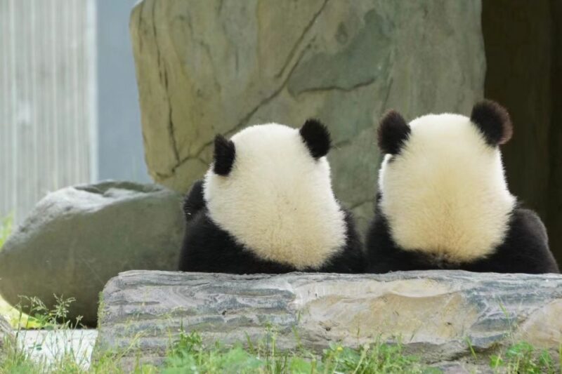 Chengdu: Chengdu Day Trip with Giant Panda and Leshan Buddha - In-Depth Look at the Itinerary