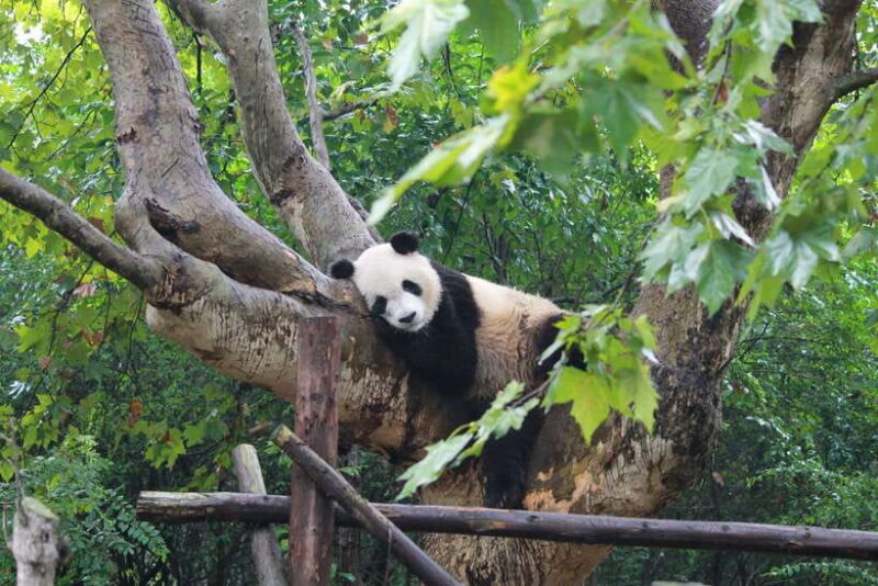 Chengdu: Panda Base Half Day Group Tour - What You Can Expect from This Tour