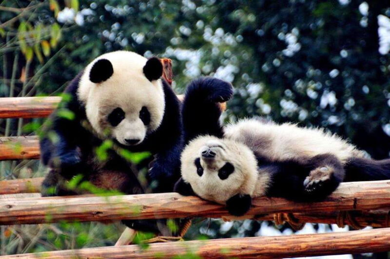 Chengdu: Private Kung Fu Panda Movie Tour with Guide - The Panda Base Experience