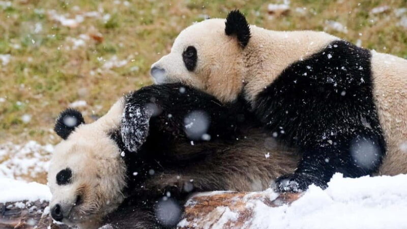 Chengdu Research Base of Giant Panda Breeding - Overview of the Chengdu Panda Base