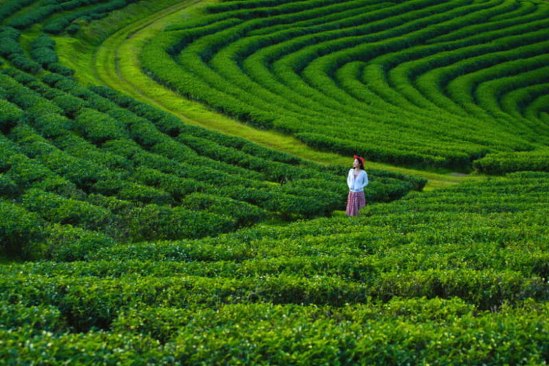 Chiang Mai: Day Trip to Chiang Rai Temples & Golden Triangle - Value and Cost Analysis