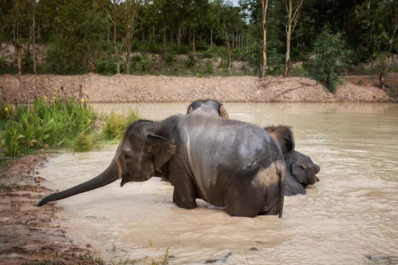 Chiang Mai: Ethical Elephant Encounter Feeding Program - Who This Tour Is Perfect For