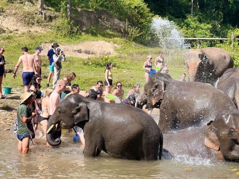 Chiangmai Overnight Trip with Ethical Elephant Santuary - Connecting with Elephants Ethically at Living Green Sanctuary