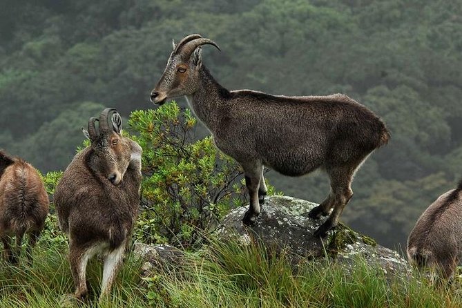 Chinnar wild valley experience day tour ( By Munnar Info) - Who Should Book This Tour?