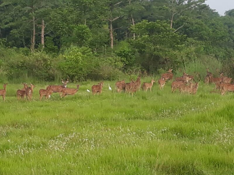 Chitwan: 4-Day Chitwan National Park Tiger Safari Tour - Accommodations and Included Services