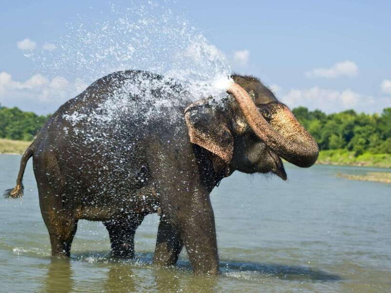 Chitwan: Jungle Safari Tour with Canoe Ride in Forest River - The Cultural Touch