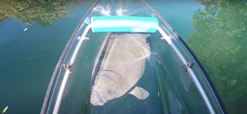 Clear Kayak Three Sisters Springs Ecotour of Crystal River - What Makes This Tour Special