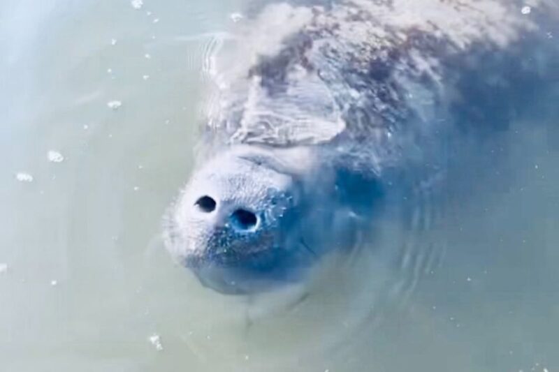 Cocoa Beach: Dolphin and Manatee Kayak or Paddle Tour - Why You Might Enjoy This Experience
