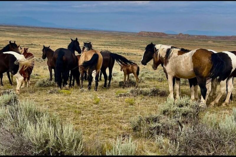Cody: Red Canyon Wild Mustang Van or Bus Tour - What To Expect on the Tour