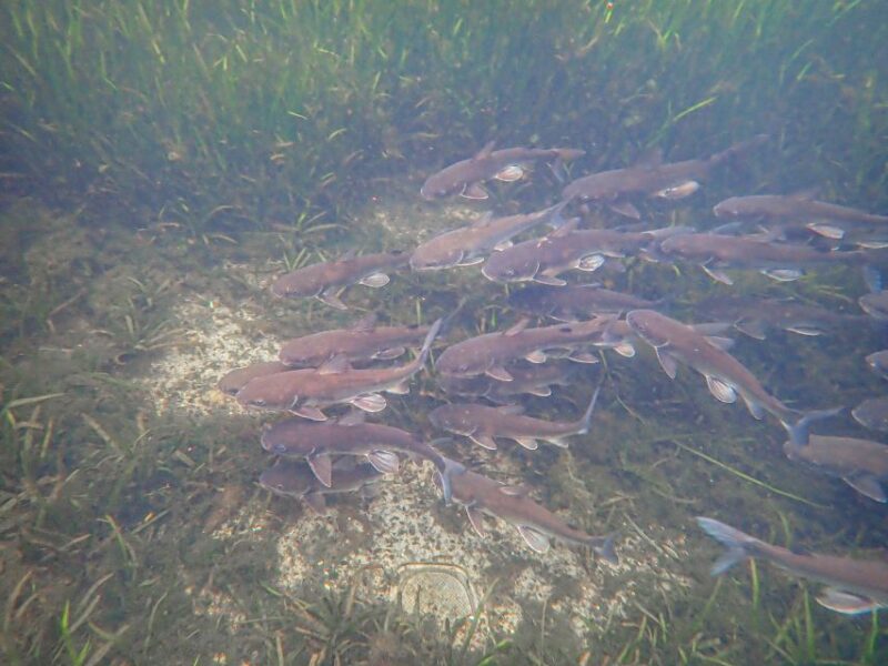 Crystal River: Manatee Swim Group Tour - The Experience in Practice