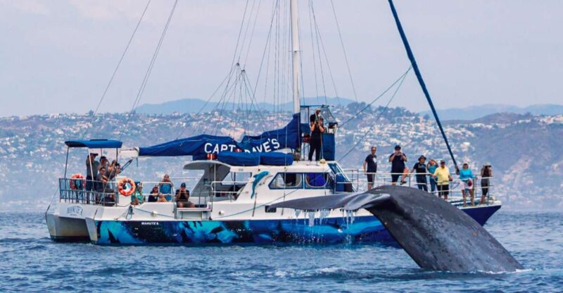 Dana Point Dolphin & Whale Watching With Underwater Viewing - What We Love About This Tour
